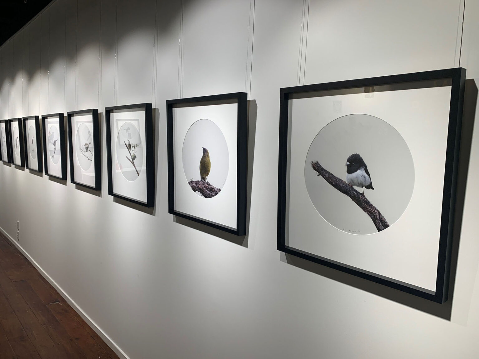 Exhibition Work – WildBirds.NZ