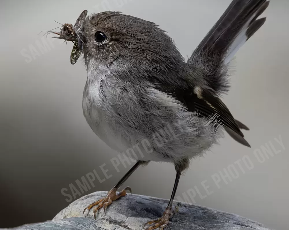 Tomtit 007-Commercial Use – WildBirds.NZ