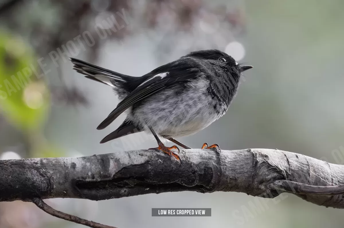 Tomtit 009-Standard Use – WildBirds.NZ