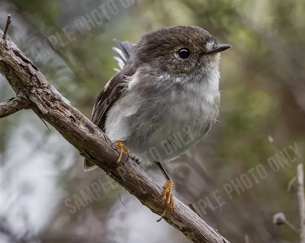 Tomtit 020-Commercial Use – WildBirds.NZ