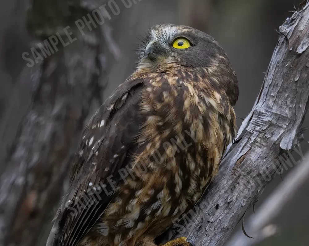 Ruru 000-Commercial Use – WildBirds.NZ