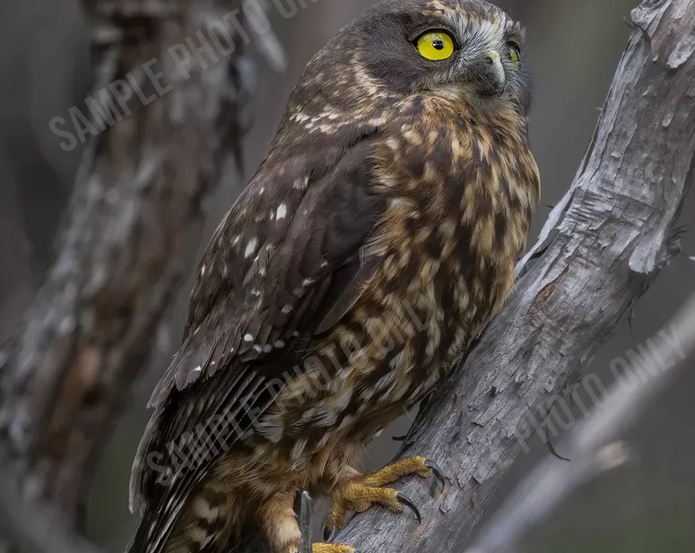 Ruru 002-Standard Use – WildBirds.NZ