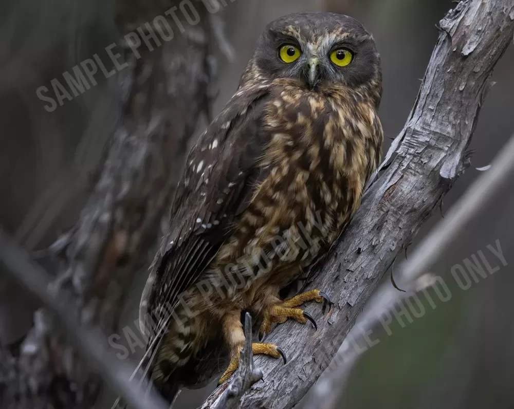 Ruru 003-Standard Use – WildBirds.NZ