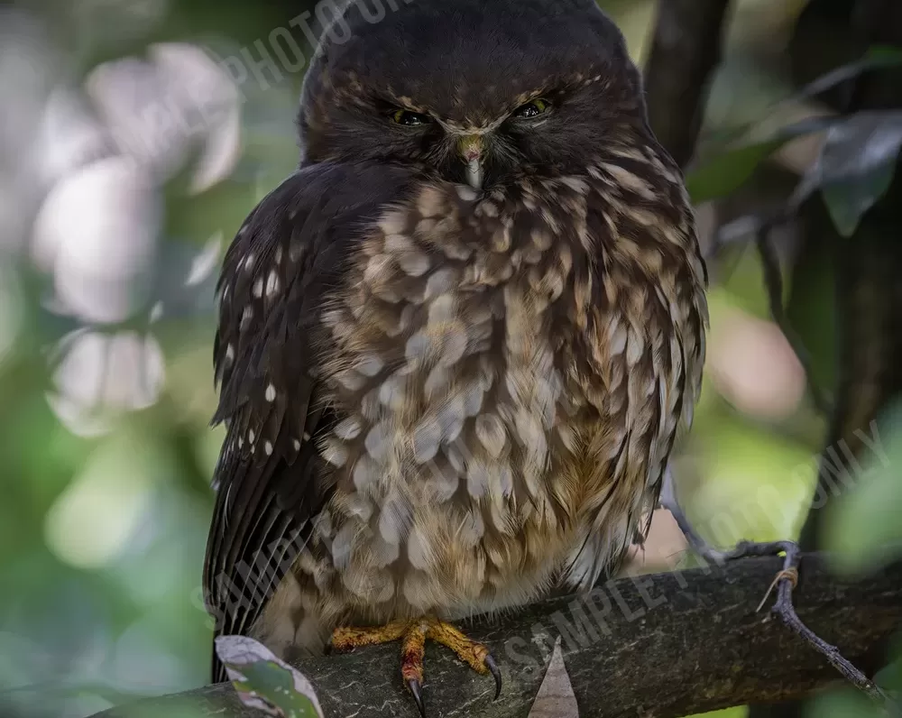 Ruru 004-Standard Use – WildBirds.NZ