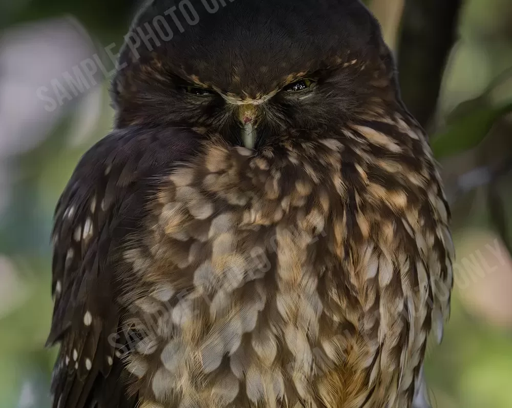 Ruru 005-Commercial Use – WildBirds.NZ