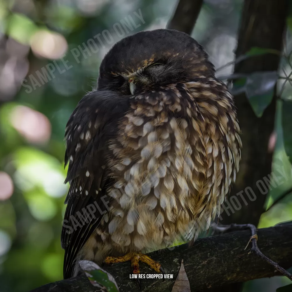 Ruru 012-Standard Use – WildBirds.NZ