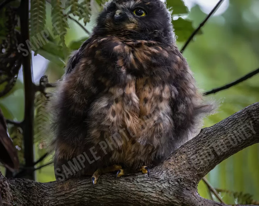 Ruru 013-Commercial Use – WildBirds.NZ