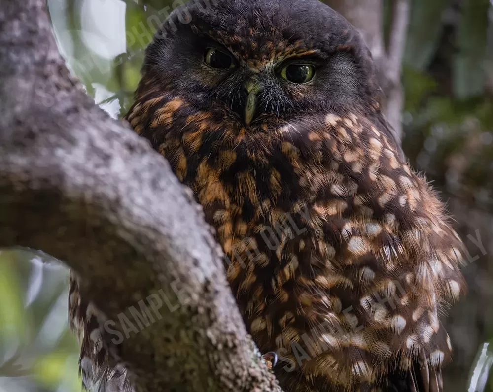 Ruru 016-Standard Use – WildBirds.NZ