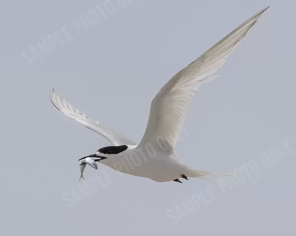 Tara 002-Commercial Use – WildBirds.NZ