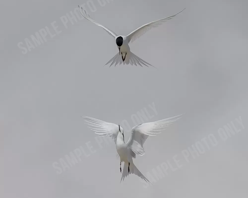 Tara 003-Standard Use – WildBirds.NZ