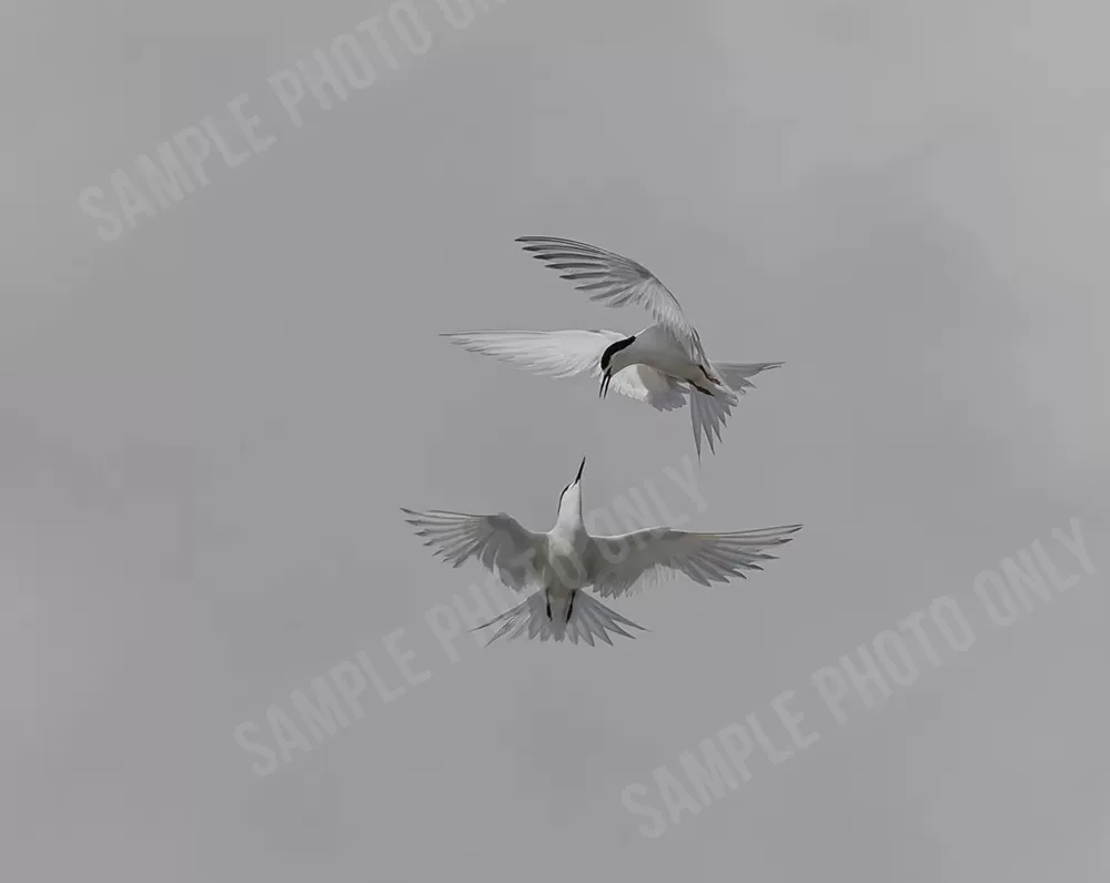 Tara 004-Commercial Use – WildBirds.NZ