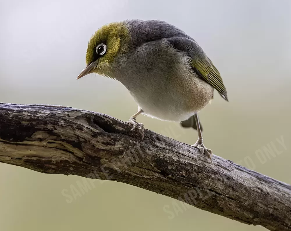 Tauhou 000-Standard Use – WildBirds.NZ