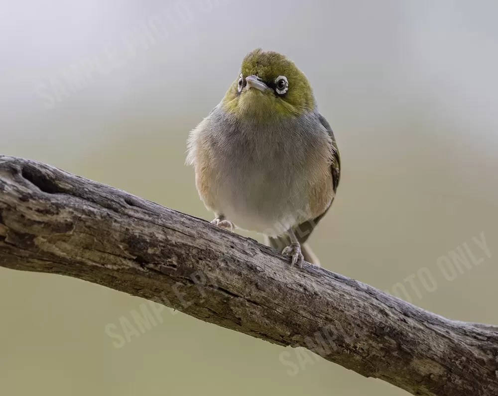 Tauhou 001-Standard Use – WildBirds.NZ