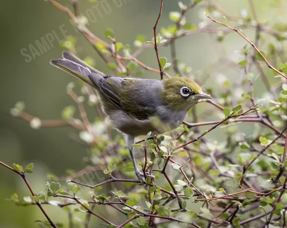 Tauhou 002-Standard Use – WildBirds.NZ