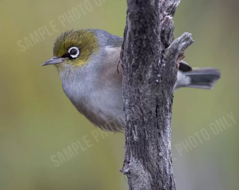 Tauhou 003-Standard Use – WildBirds.NZ