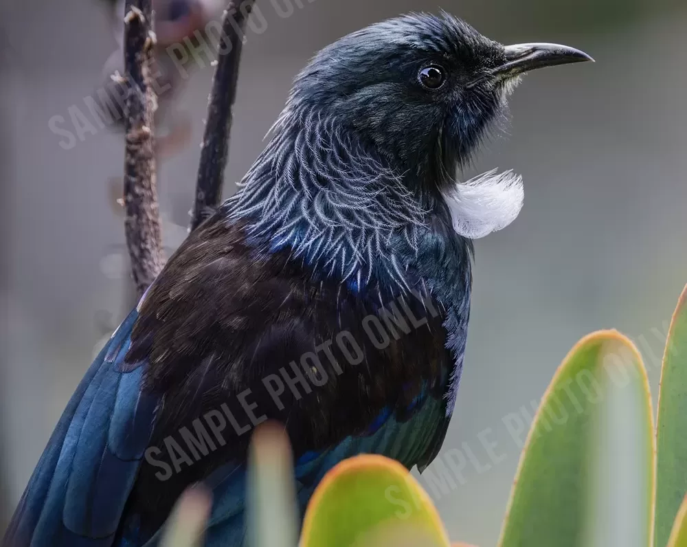 Tui 013-Commercial Use – WildBirds.NZ