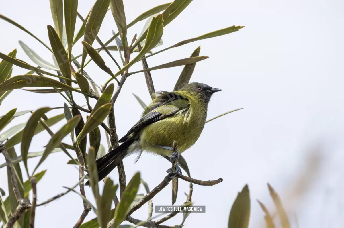Bellbird 002 – WildBirds.NZ