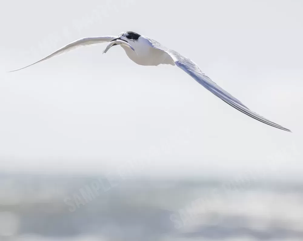 Tara 008-Standard Use – WildBirds.NZ