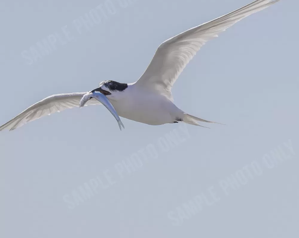 Tara 009-Commercial Use – WildBirds.NZ