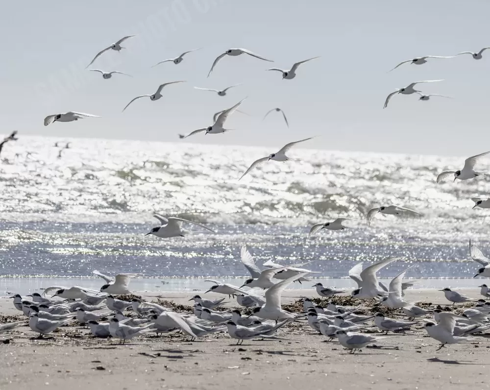 Tara 010-Standard Use – WildBirds.NZ