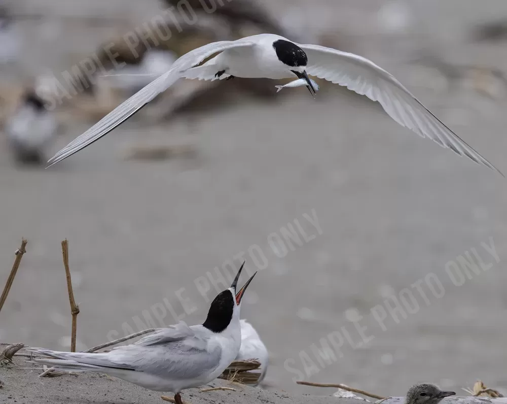 Tara 013-Commercial Use – WildBirds.NZ