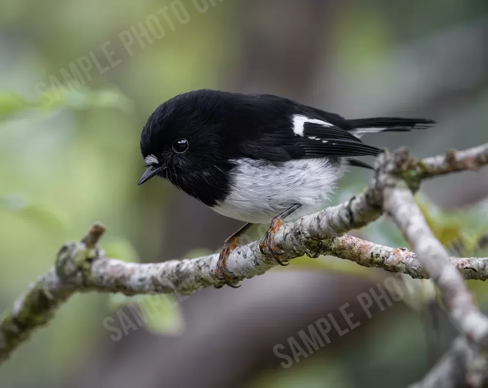 Tomtit 030-Commercial Use – WildBirds.NZ