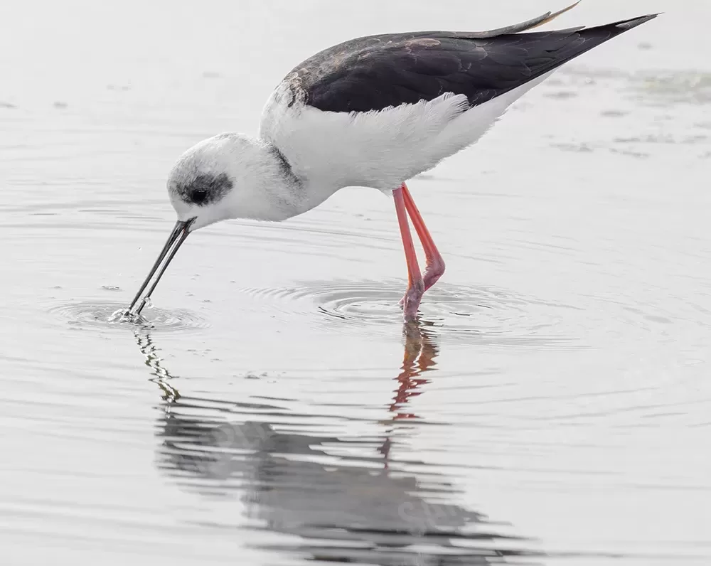 Pied stilt 002-Standard Use – WildBirds.NZ