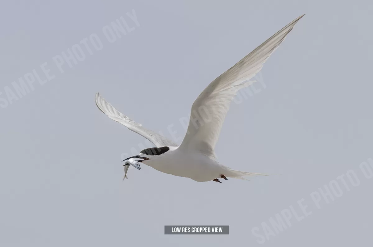 Tara 002 – WildBirds.NZ