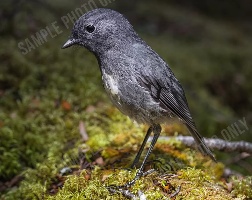 South island robin 009-Commercial Use – WildBirds.NZ
